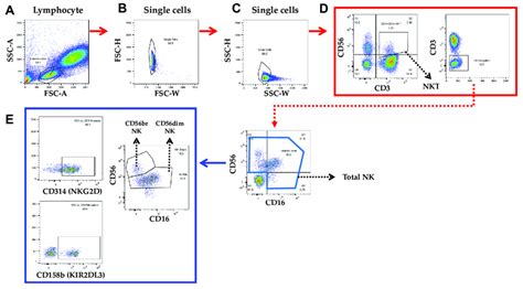 Flow Cytometry Analysis Of Nk Cells In An Ovarian Cancer Removed