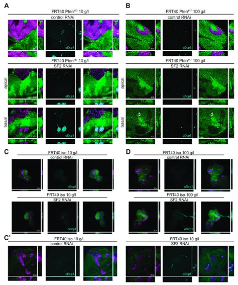 Massive Apoptosis In Pten Mutant Cells With Sf2 Knockdown A Sf2