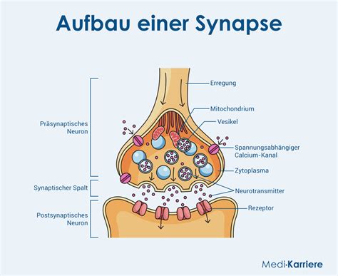 Synapse Aufbau Funktion Und Klinik
