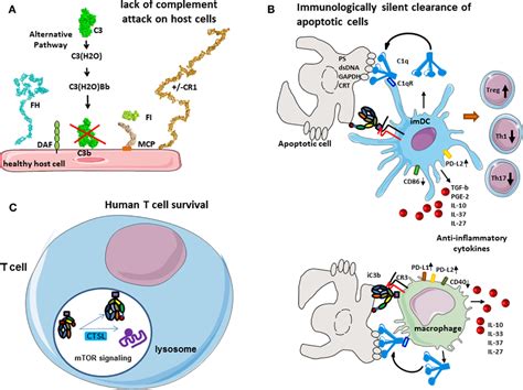 Frontiers Complement System Part Ii Role In Immunity