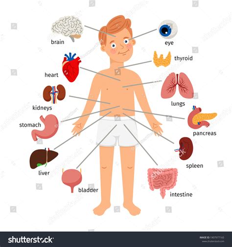 남자 신체 내부 장기 어린이를 위한 스톡 일러스트 1907977165 Shutterstock