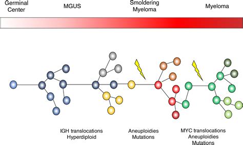 Reconstructing The Evolutionary History Of Multiple Myeloma Pmc