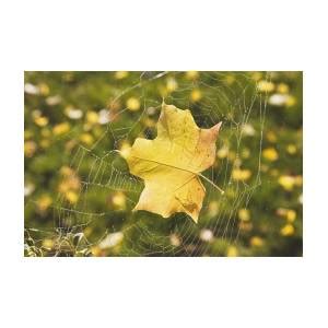 Fall Leaf In A Spider Web Photograph By Craig Tuttle Fine Art America