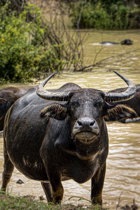 Buffalo Playing In The Swamp Stock Image Image Of Horns Beautiful