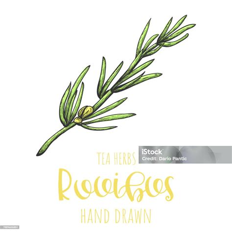 루이보스 허브 손으로 그린 벡터 일러스트 고립 된 허브 차 스케치 루이보스 차에 대한 스톡 벡터 아트 및 기타 이미지 루이보스 차 일러스트레이션 건강관리와 의술
