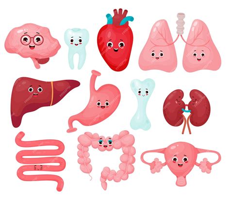 Premium Vector Collection Cute Human Cartoon Organs Funny Characters