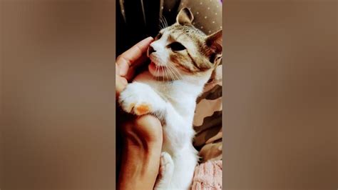 Aggressive Kitty😸😸😸 Youtube