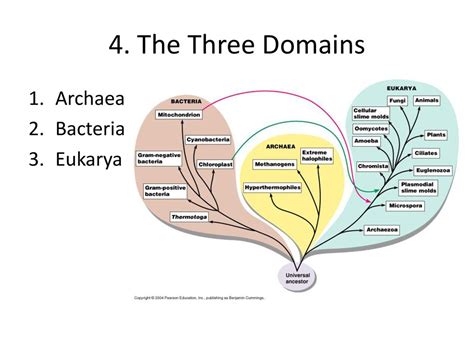 Taxonomy. - ppt download