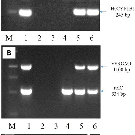 Pcr Analysis From Genomic Dna Of Transgenic Lines Of Nicotiana Tabacum Download Scientific