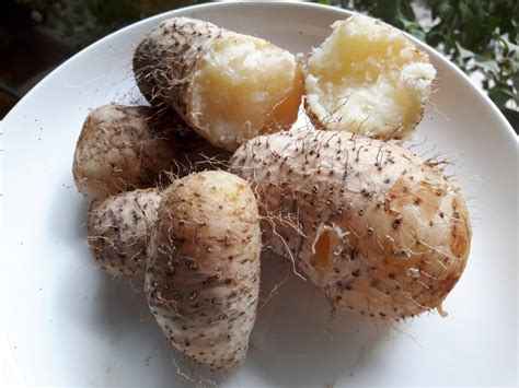 Giá trị dinh dưỡng của củ từ lông