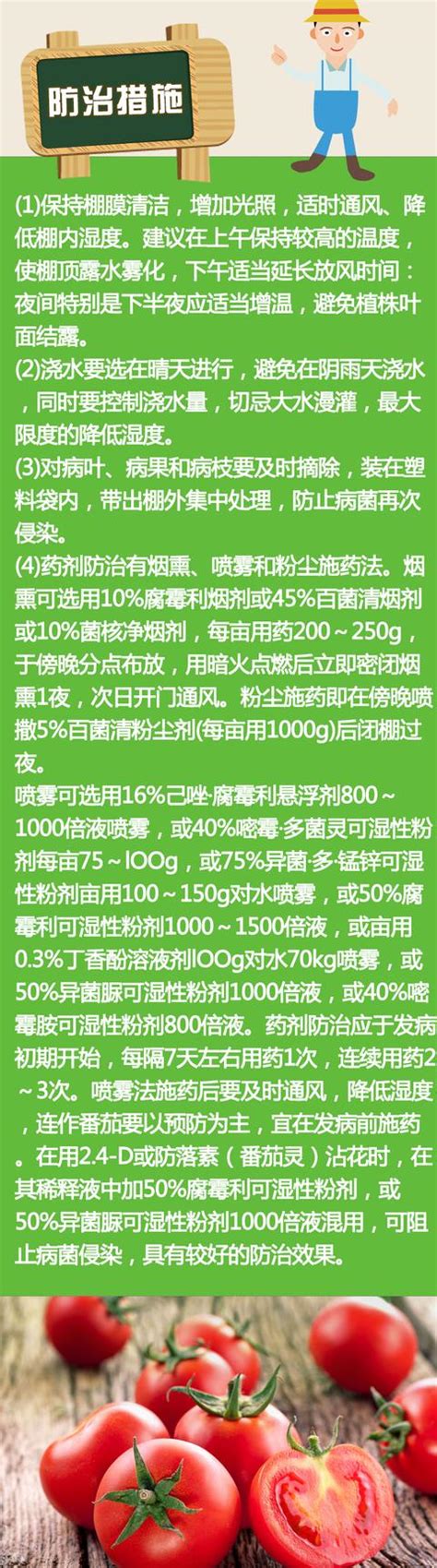 番茄灰霉病 每日頭條