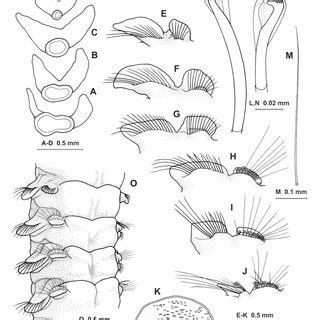 Paraprionospio Cordifolia A Second Lamella From The Base Of Right