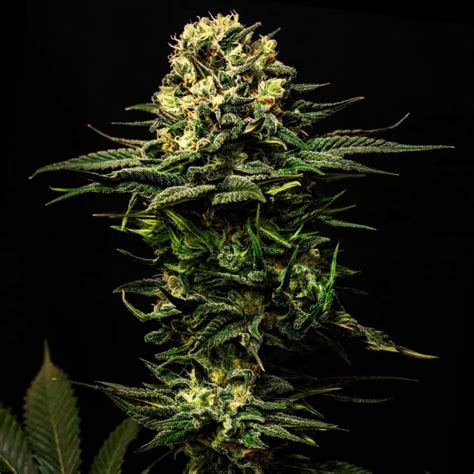 Gmo Cookies Strain 🧄 Potent Effect And Unique Flavor