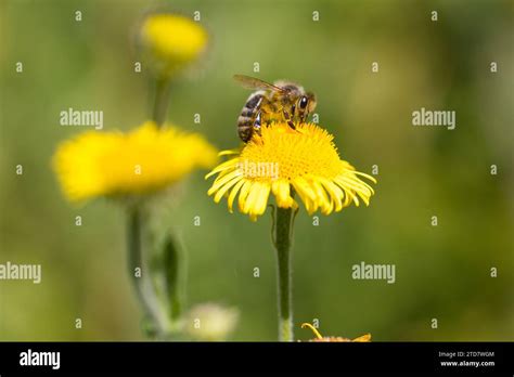 Western Honey Bee On Common Fleabane UK September Stock Photo Alamy