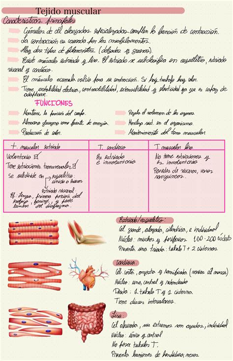 SOLUTION Resumen De Histolog A Tejido Muscular Esquel Tico Y Card Aco