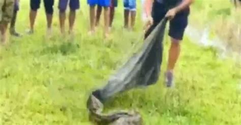 15 Foot Burmese Python Assam 16 Foot Burmese Python Rescued In Assam