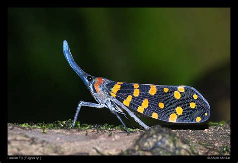 Goa Mynaturestories