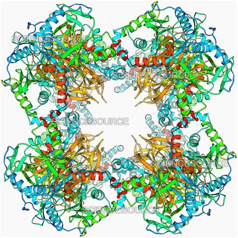 Pyruvate Dehydrogenase Complex Enzyme Stock Image Science Source Images