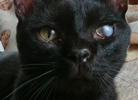 【猫】病気・ケガ眼 目の病気 ネコジルシ