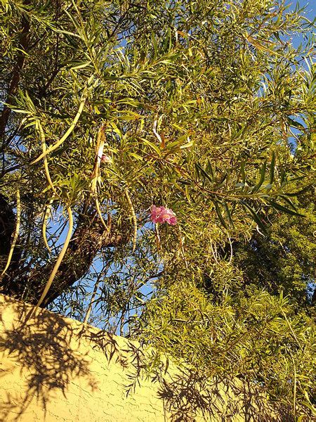 Chilopsis Linearis Subsp Arcuata Desert Willow 25 Seeds