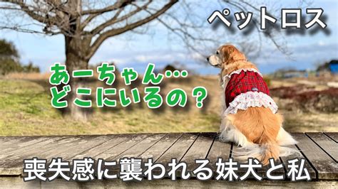 【ペットロス】偉大な姉犬の存在 喪失感に襲われる妹犬と私の心のリハビリ【喪失感】 Youtube