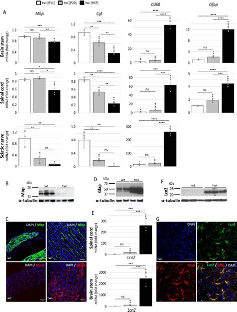 The Spatiotemporal Pattern Of Upregulated Inf Lammasome Gene Expression
