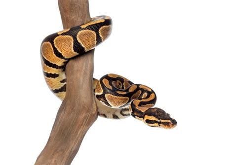 premium photo royal python on a branch python regius isolated on white
