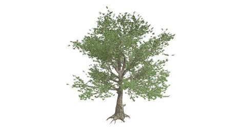 American Sycamore Tree 05 Buy Royalty Free 3d Model By Meshshape