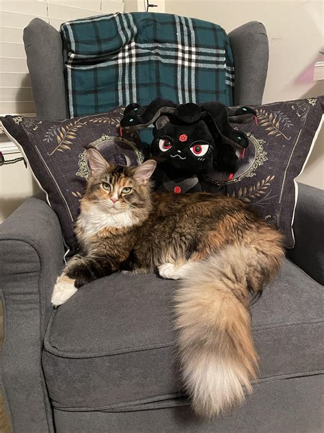 Its Her World And Im Just Living In It Rmainecoons