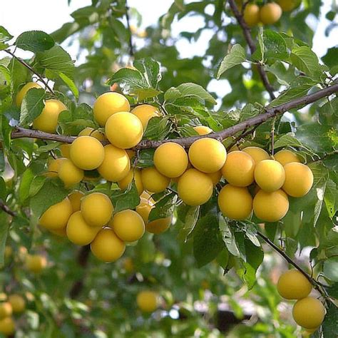 Алыча Мара купить во Владимире в питомнике растений Мосино