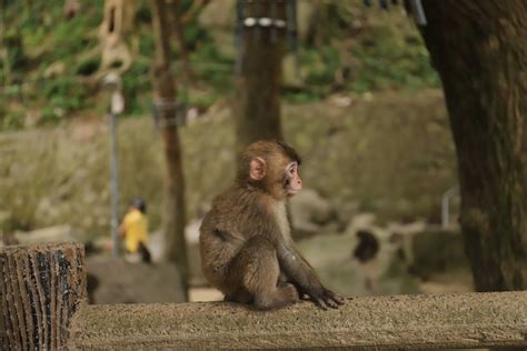 By Forest Id Photohito