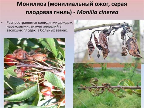 Монилиоз яблони 75 фото