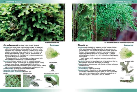 Mosses Liverworts And Hornworts Of Ascension Island Uk