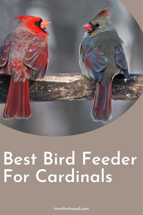 Best Bird Feeder For Cardinals