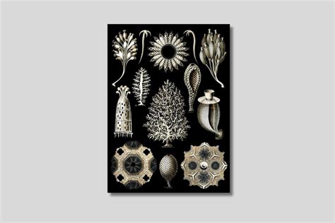 Ernst Haeckel Calcispongiae Canvas Print Vintage Sea Life Biology