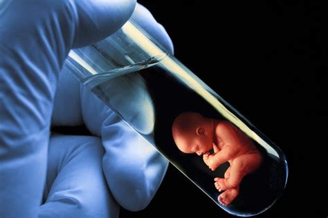 Sex Determination And Male Organ Development The Interesting Facts Yolat Health Promotions