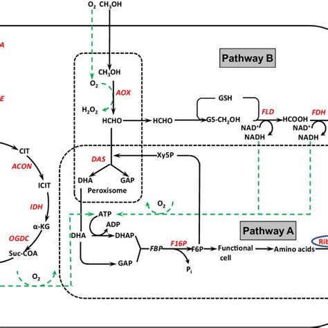 Simplified Carbon And Energy Metabolic Map For Heterologous Proteins
