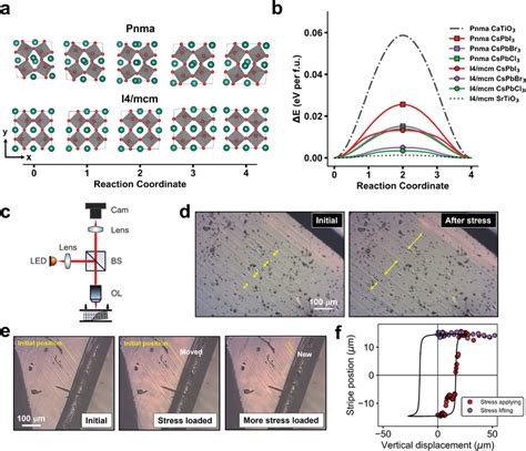 Universal Ferroelasticity In Hybrid And Inorganic Halide Perovskites