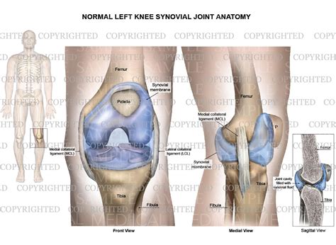 Synovial Membrane Diagram