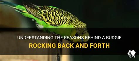Understanding The Reasons Behind A Budgie Rocking Back And Forth PetShun