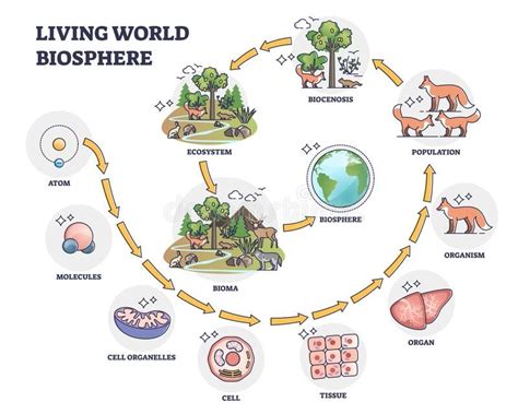 Living World Biosphere With Structural Hierarchy Division Outline