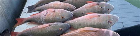 Key West Reef And Wreck Fishing Charters Snapper And Grouper