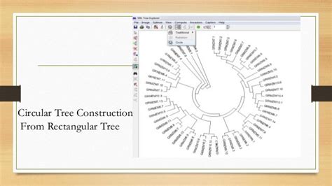 Mega Molecular Evolutionary Genetics Analysis