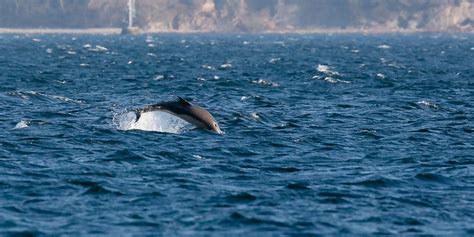 Trauer an der Ostsee Zutraulicher Delfin tot aufgefunden Rätsel um Ursache MOPO