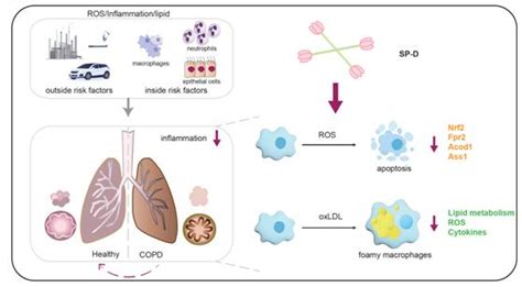 治療慢性阻塞性肺病（copd）臨床有新應用 中醫大兒院長王志堯研究刊登國際知名期刊