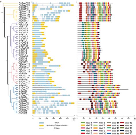 Schematic Diagram Of The Gene Structures And Conserved Motifs Of Gauts