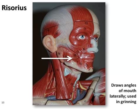 Risorius Muscle Origin Insertion Function