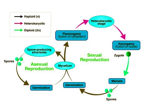 Fungus Life Cycle Detailed Explanation With Images