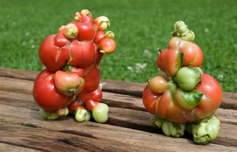 日本核辐射灾难之后变异的瓜果蔬菜 包心菜