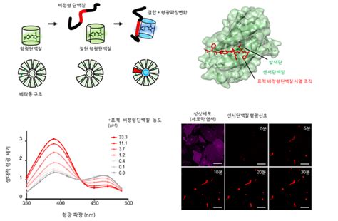 Kaist 새로운 센서단백질 디자인알츠하이머 조기 진단 가능 전자신문